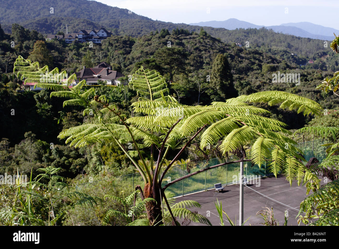 Big tree fern hi-res stock photography and images - Alamy