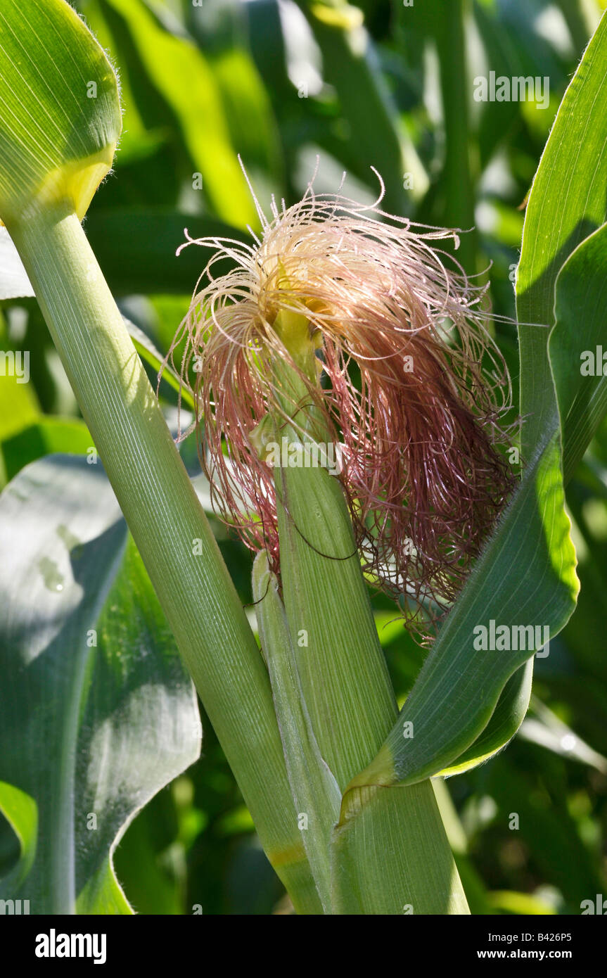 Maize showing ears and silk Stock Photo - Alamy