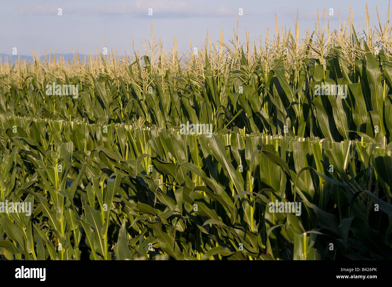 emasculation for the production of seed of hybrid maize varieties Stock ...