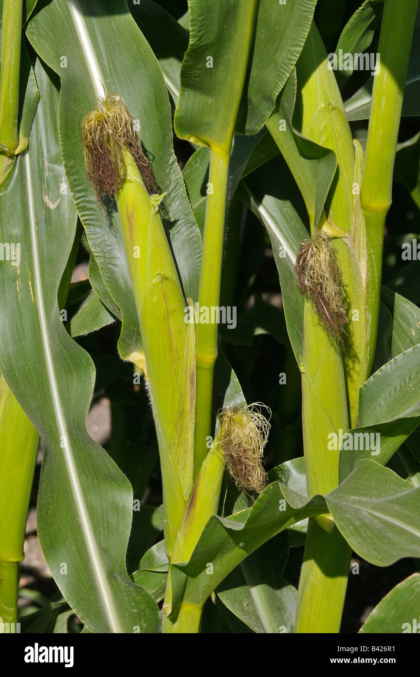 Maize showing ears and silk Stock Photo - Alamy