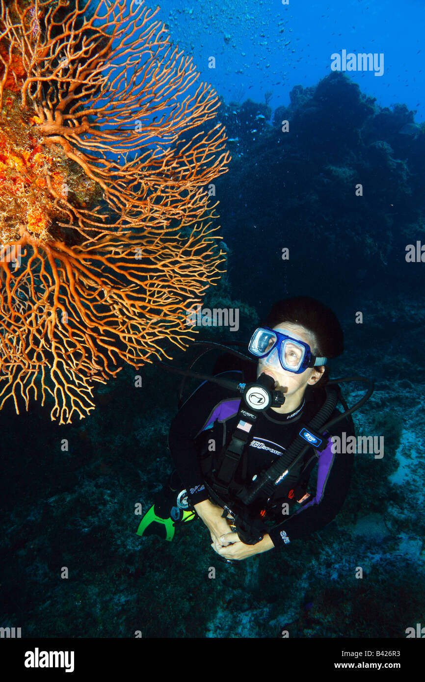 Female diver exploring soft gorgonians sea fan corals swimming along ...