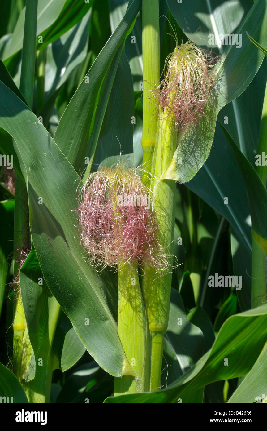 Maize silk hi-res stock photography and images - Alamy