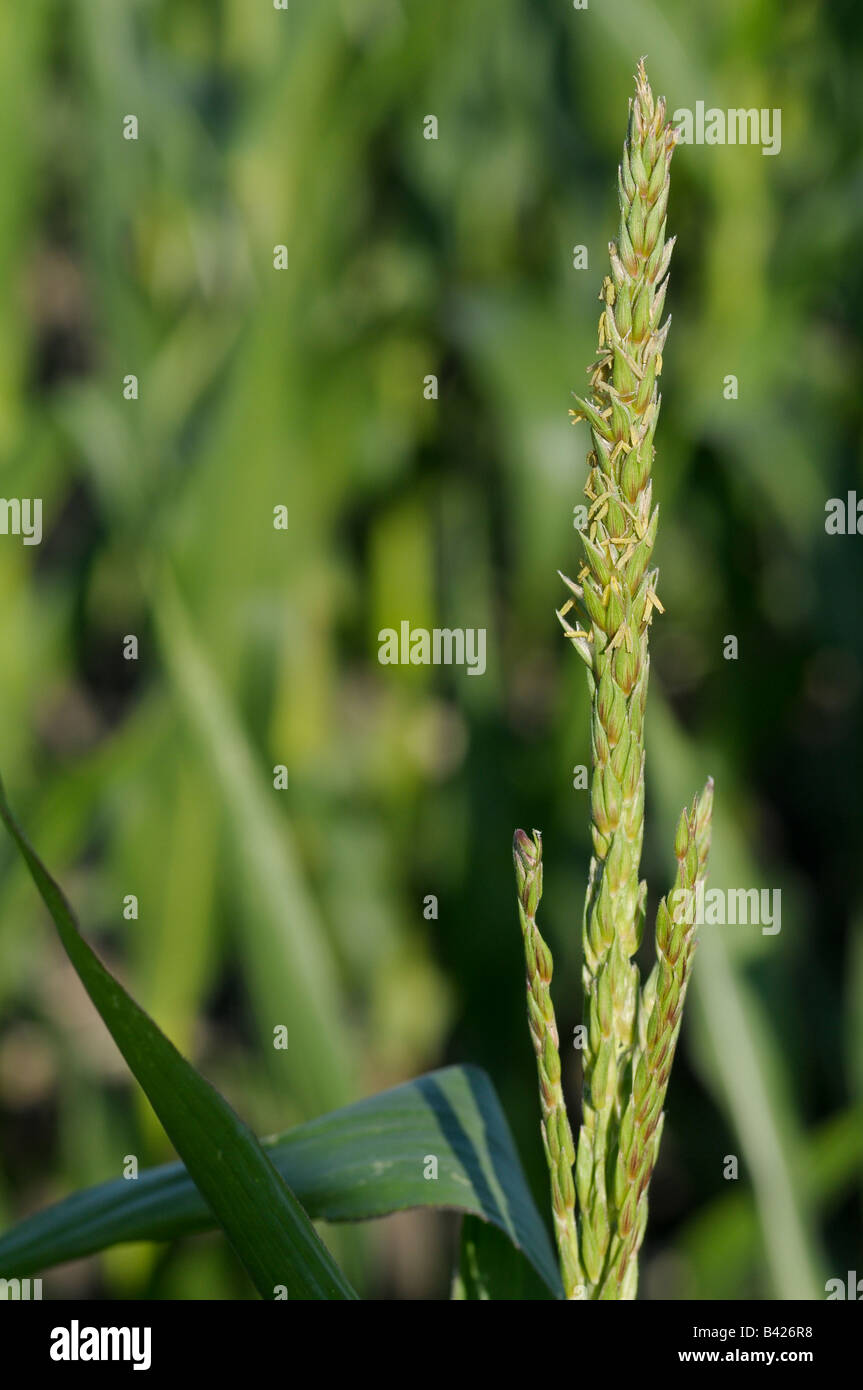 Maize flower High Resolution Stock Photography and Images - Alamy