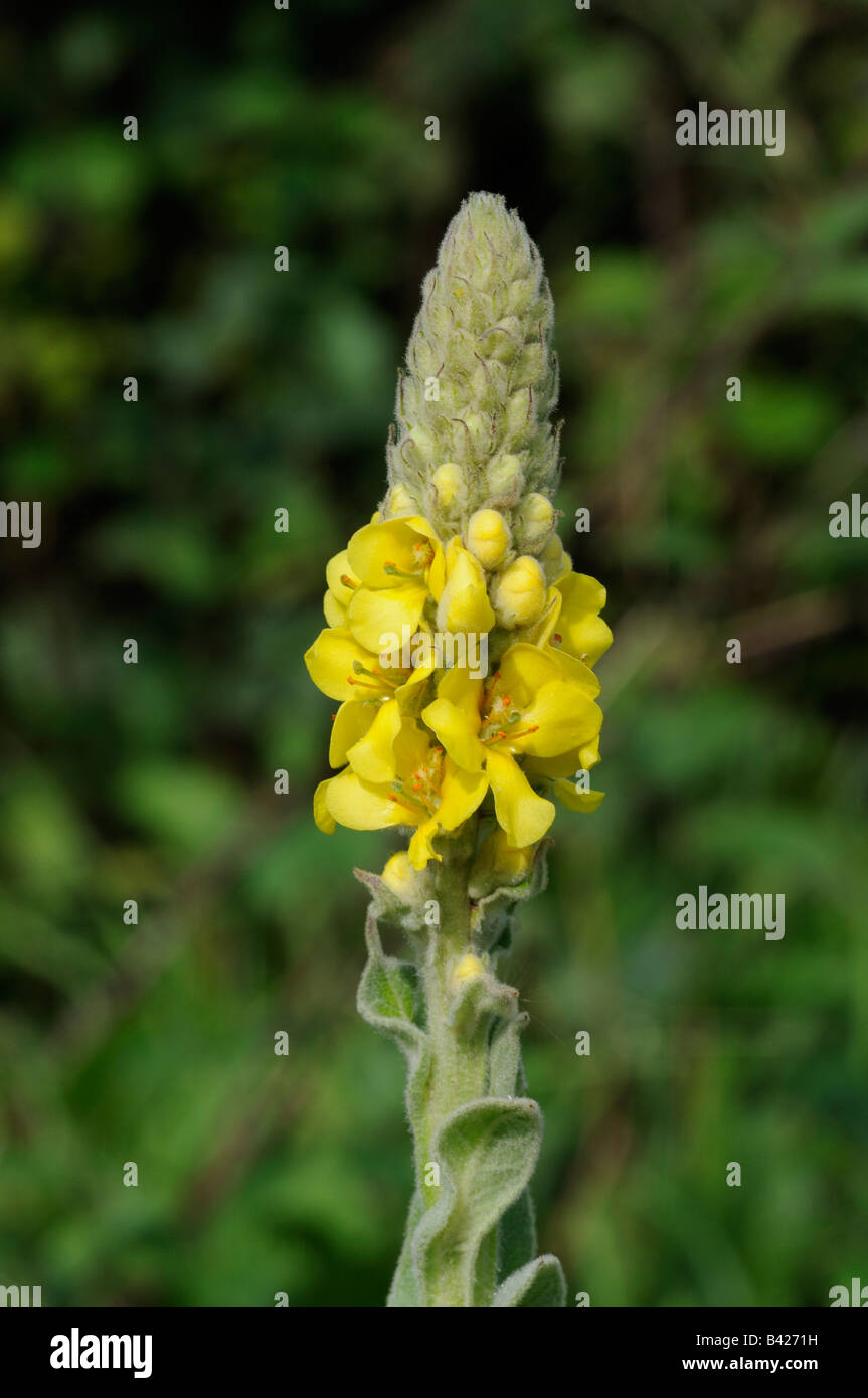 The great mullein hi-res stock photography and images - Alamy