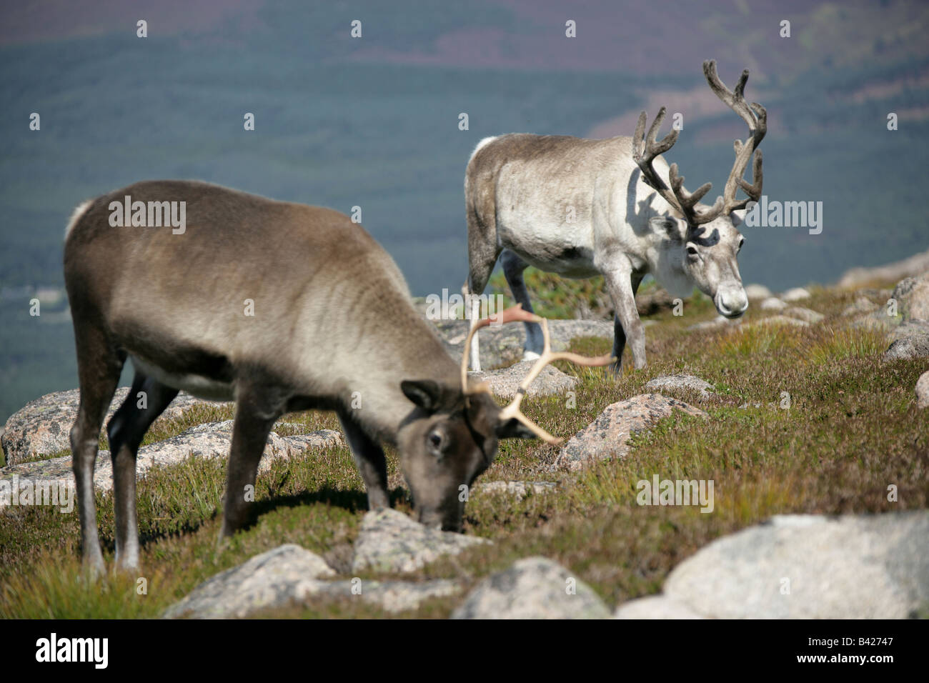 The area of Cairngorm, Scotland. Roaming reindeer in the Cairngorm ...