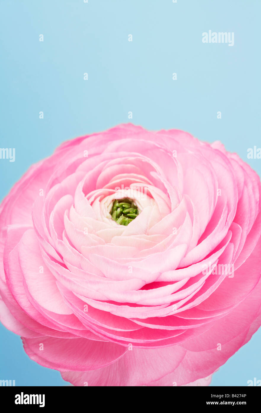 Ranunculus asiaticus Persian Buttercup Flower Stock Photo - Alamy