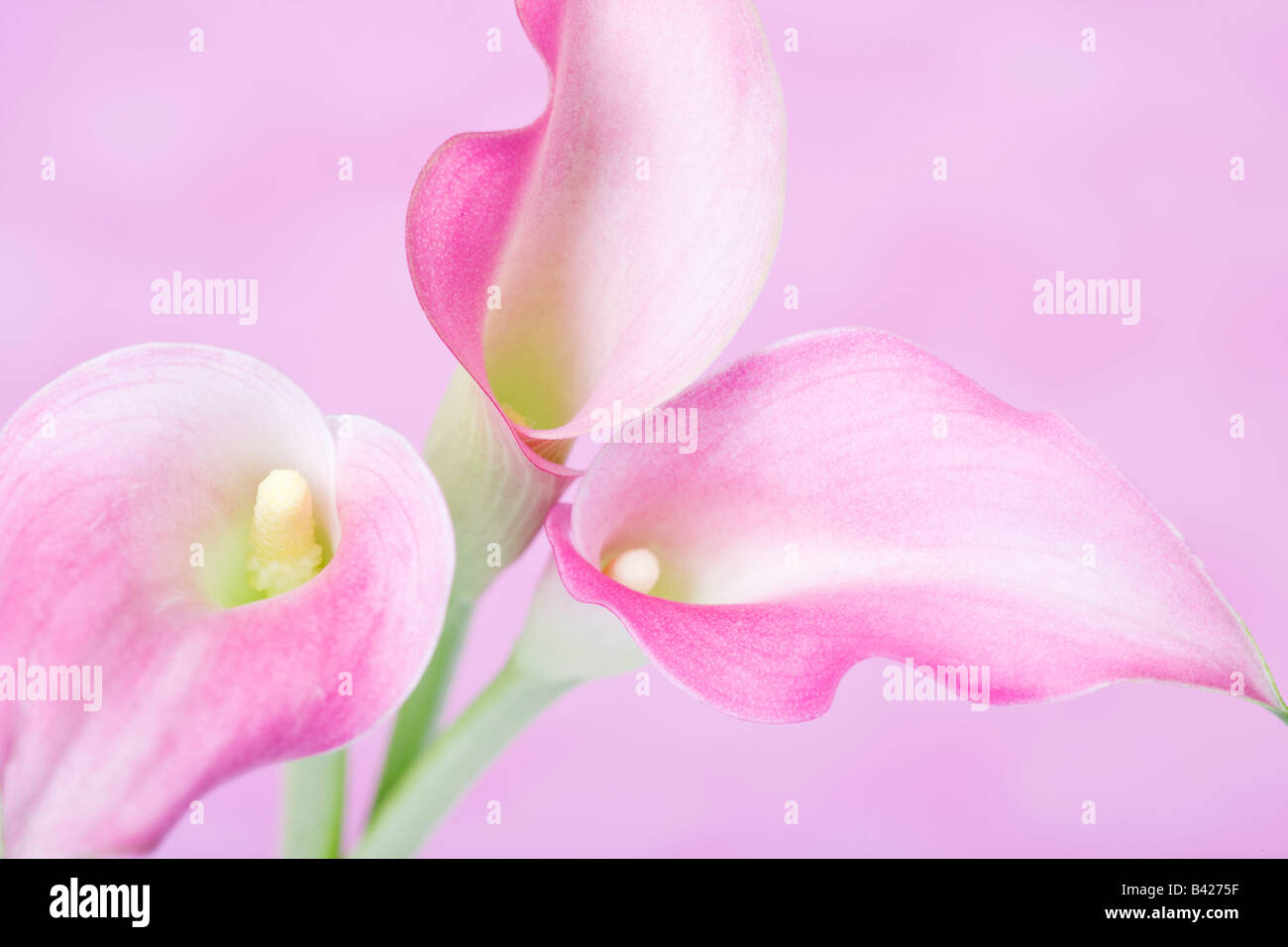 Pink calla lily zantedeschia rehmannii hi-res stock photography and ...