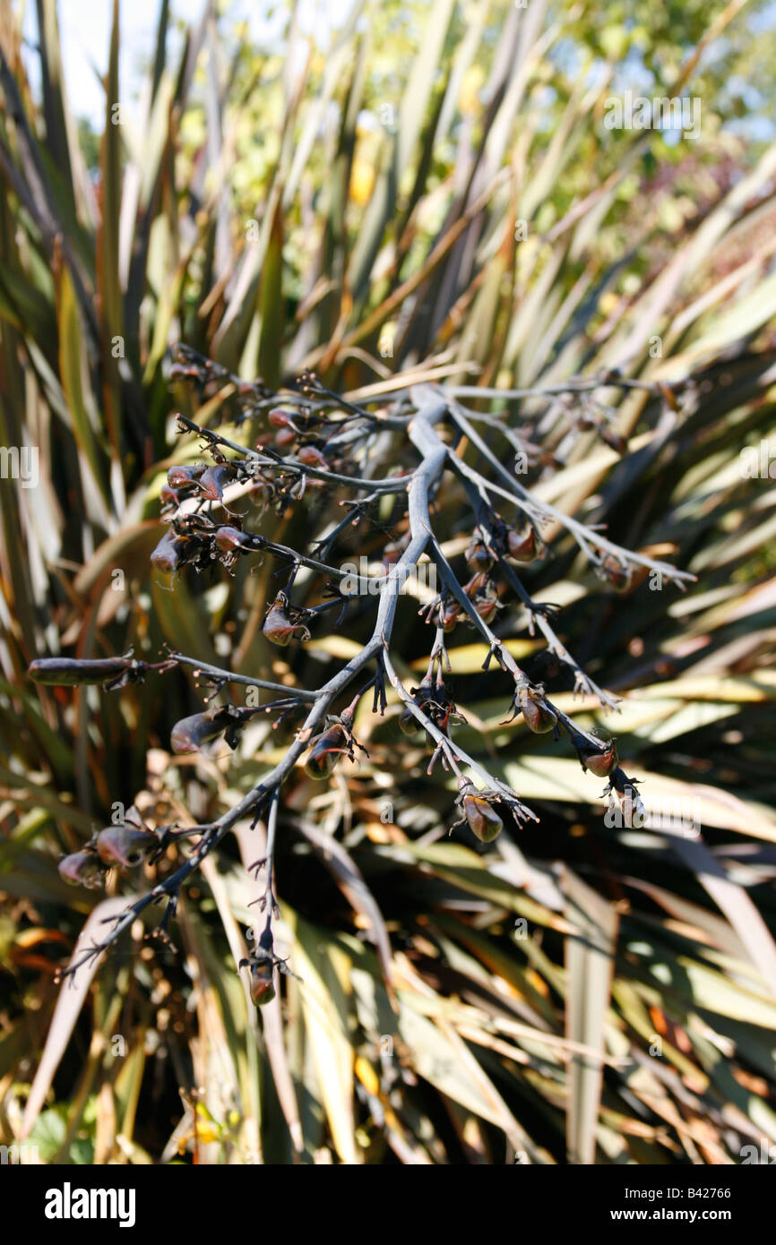 Black stalk plant Stock Photo - Alamy