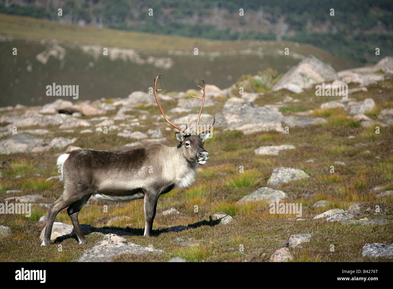 The area of Cairngorm, Scotland. Free roaming reindeer in the Cairngorm ...