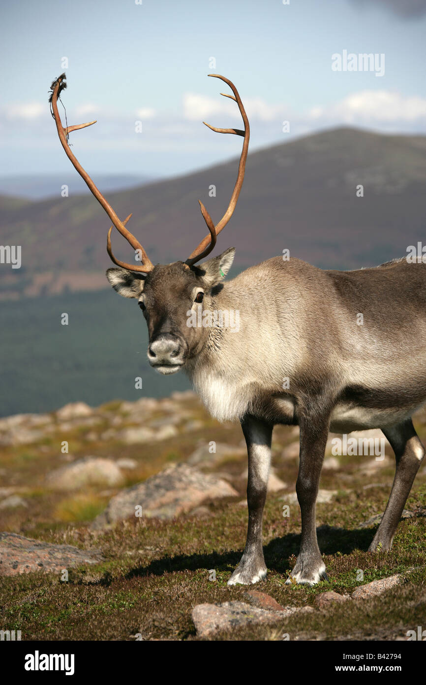 The area of Cairngorm, Scotland. Roaming reindeer in the Cairngorm ...