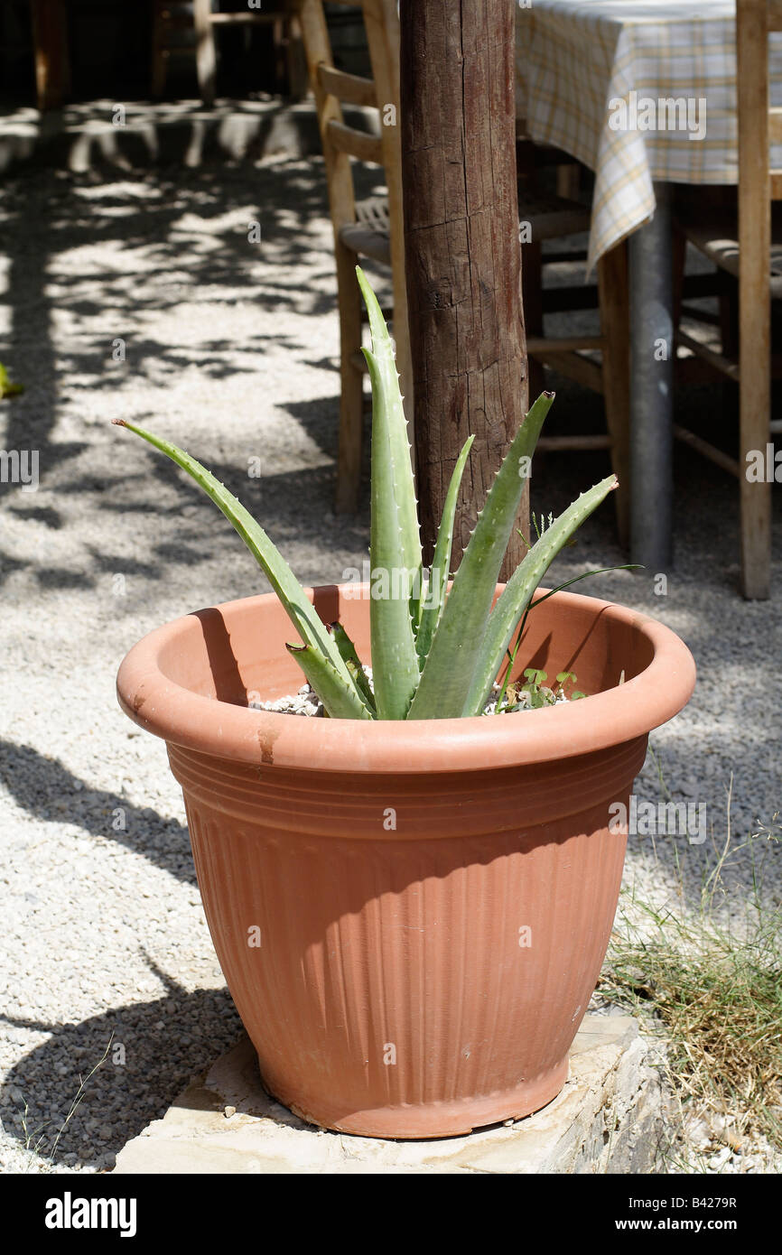 Xerophyt hi-res stock photography and images - Alamy