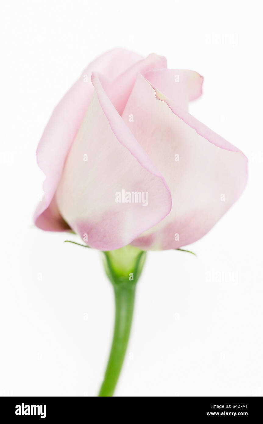 Pink Eustoma Lisianthus Flower Stock Photo - Alamy