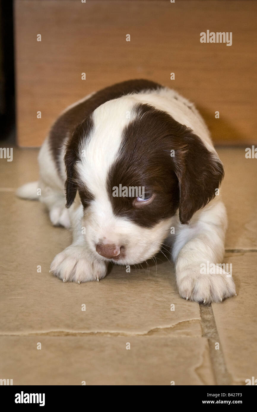 English springer spaniel puppy hi-res stock photography and images - Alamy