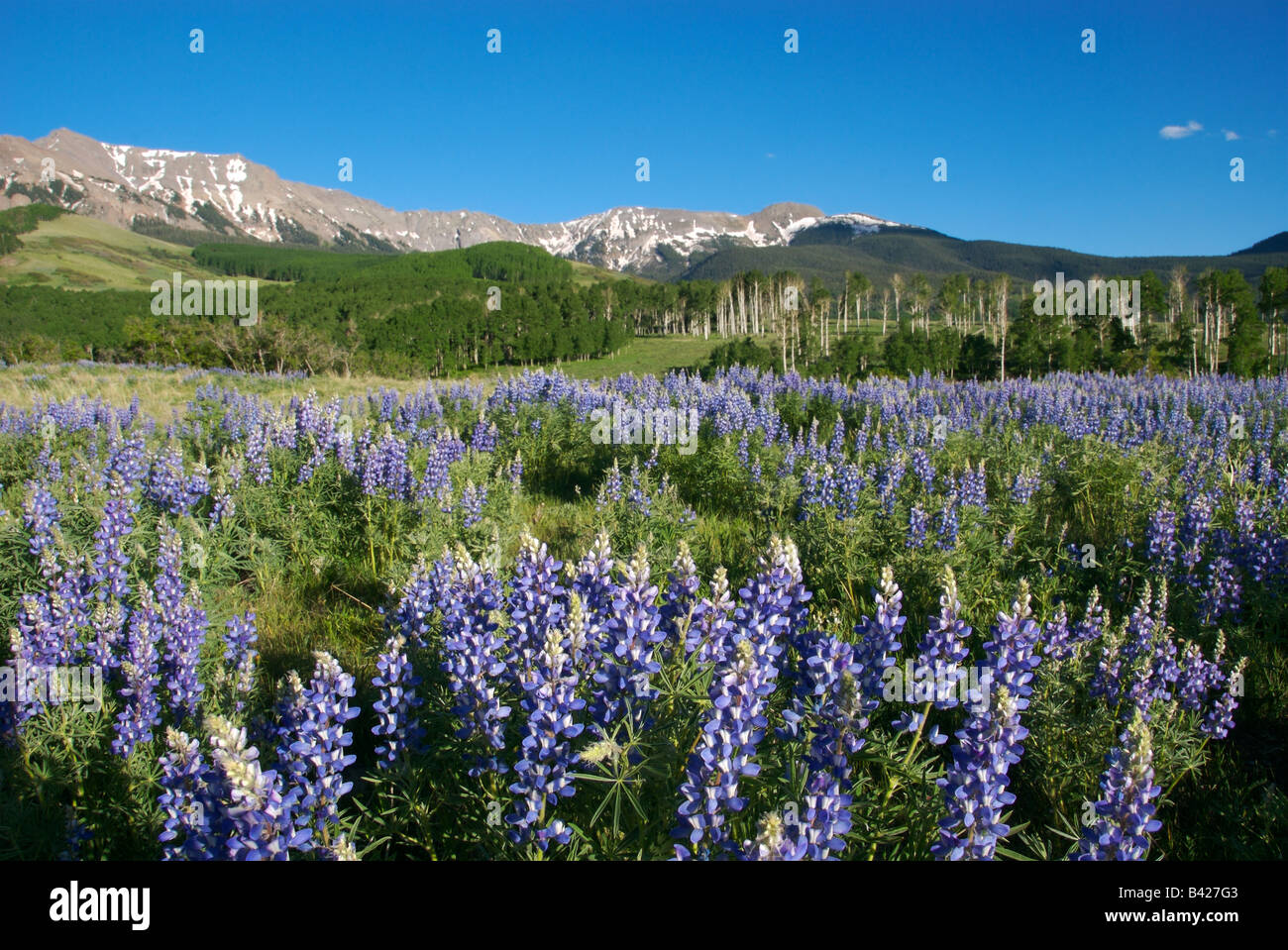 A field of lupine wildflowers with the san juan mountains at sunset in ...