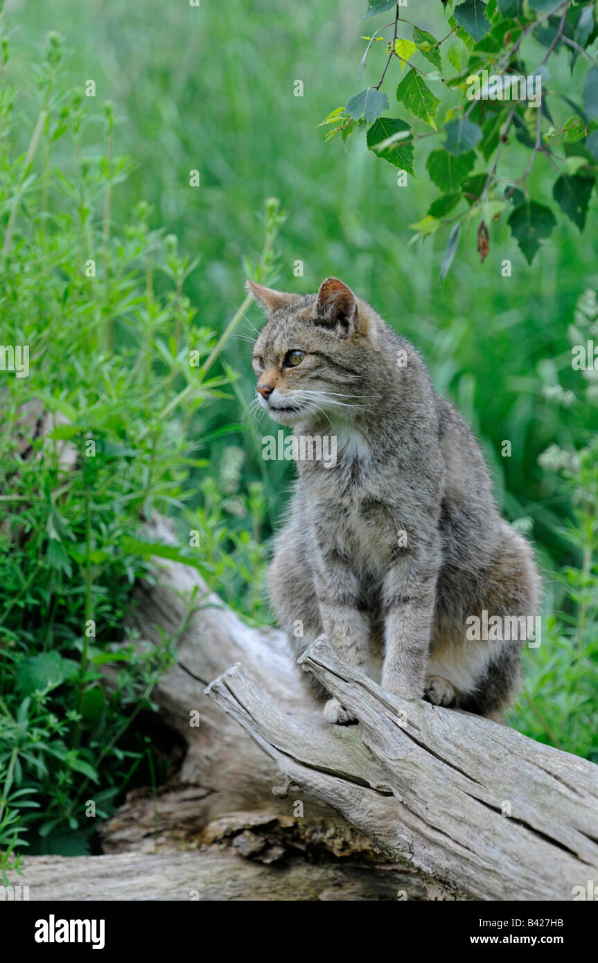 Wild Cat Felis catus Captive Stock Photo - Alamy
