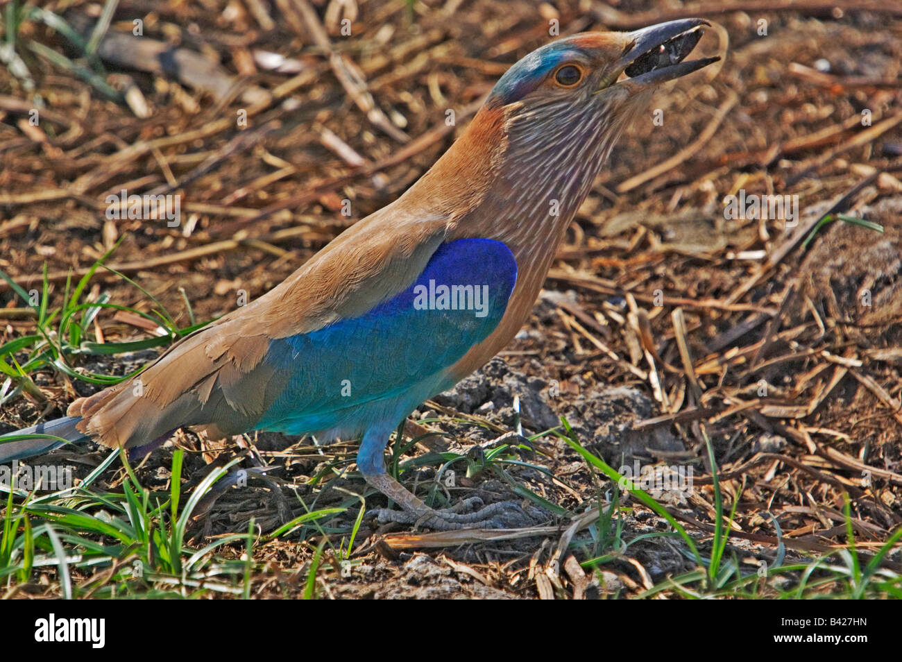 Insect eating birds hi-res stock photography and images - Alamy
