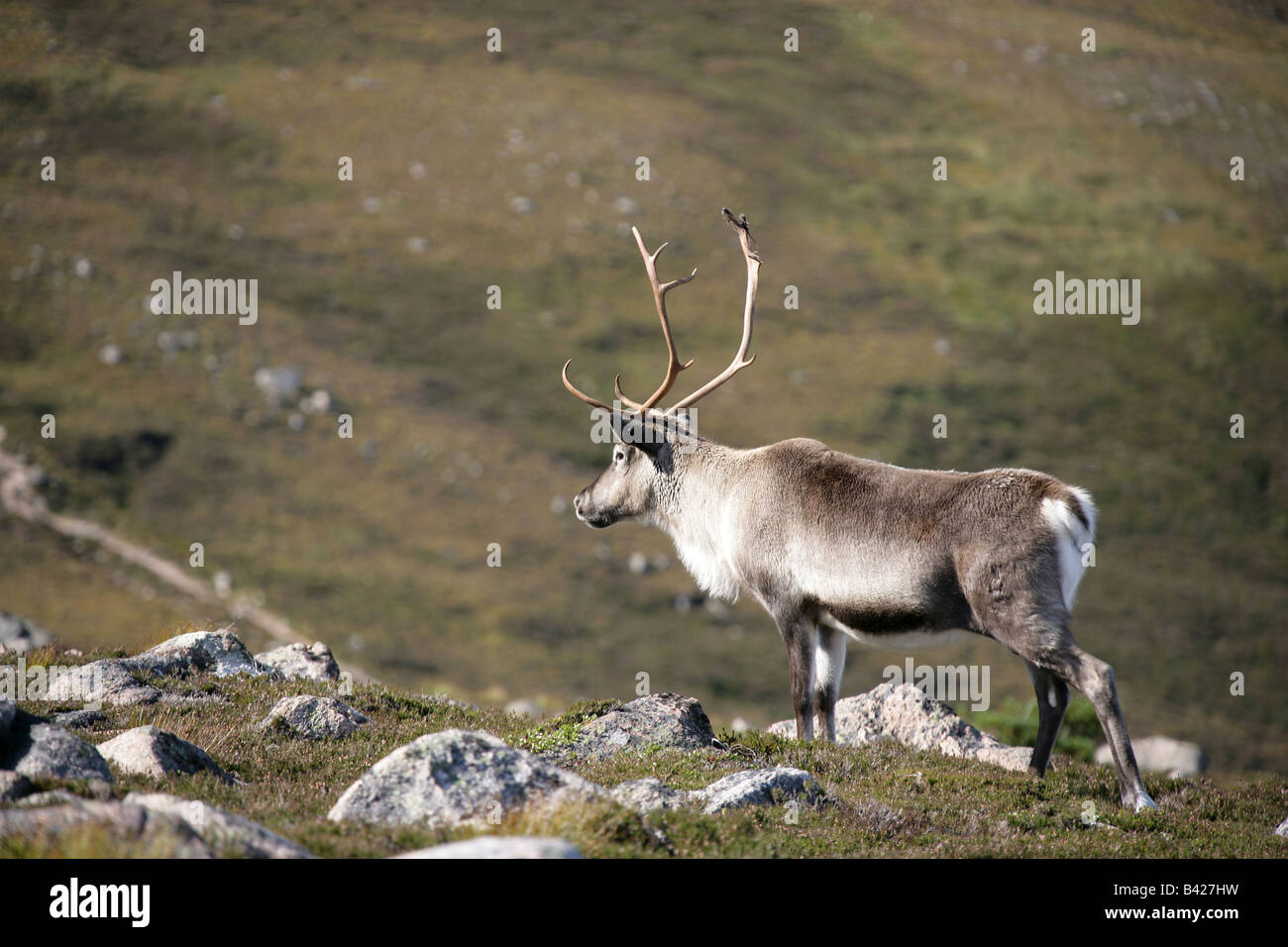 The area of Cairngorm, Scotland. Free roaming reindeer in the Cairngorm ...