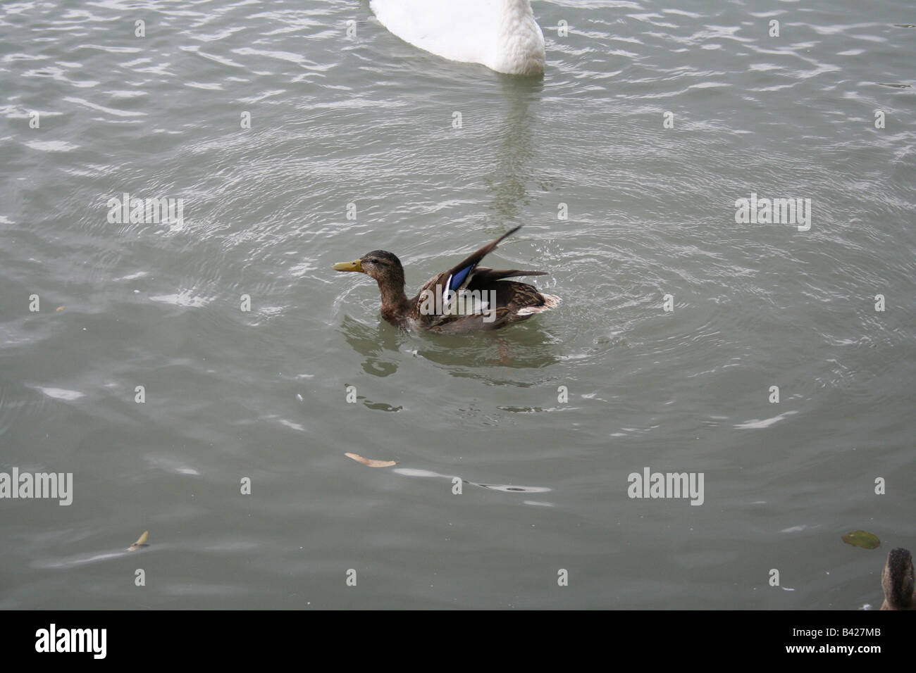 Duck landing on the water Stock Photo - Alamy