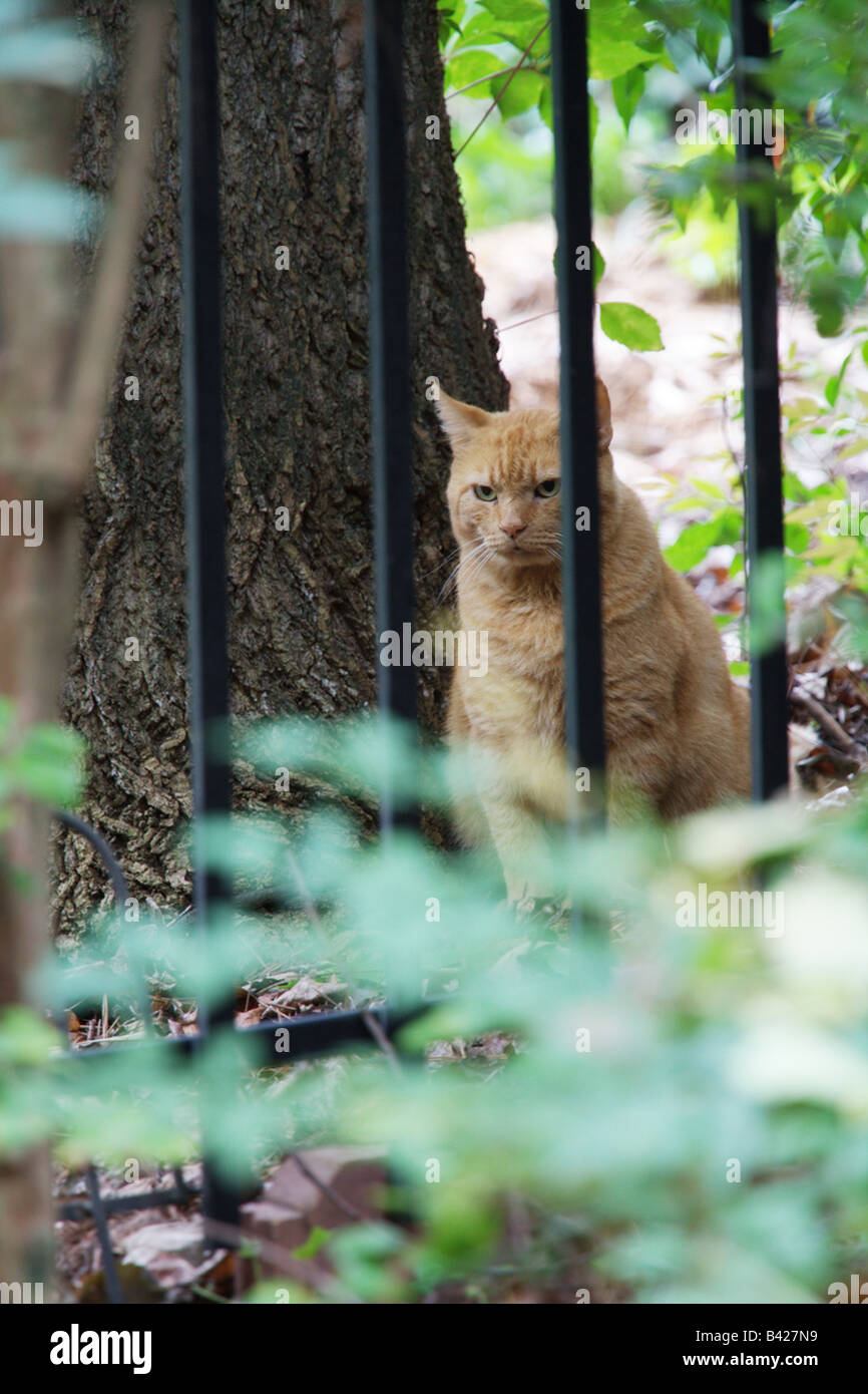 yellow tom cat sitting on ground looking through black fence searching ...