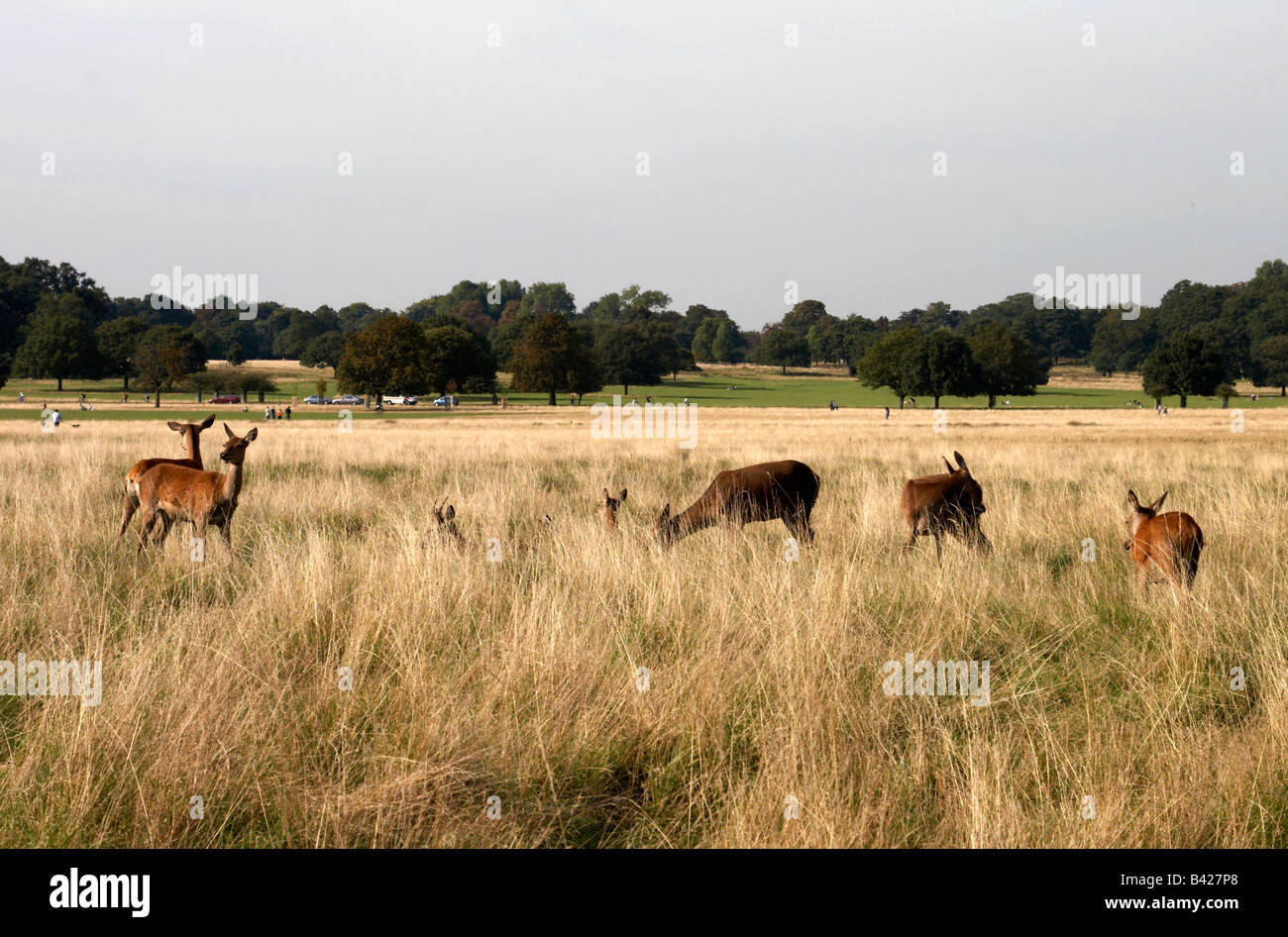 Female red deer in Richmond Park, London Stock Photo - Alamy