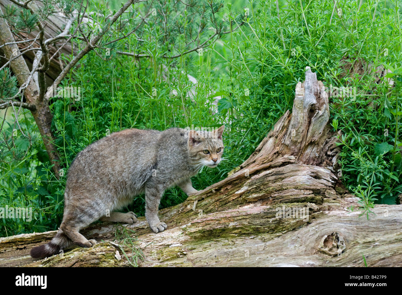 Wild Cat Felis catus Captive Stock Photo - Alamy