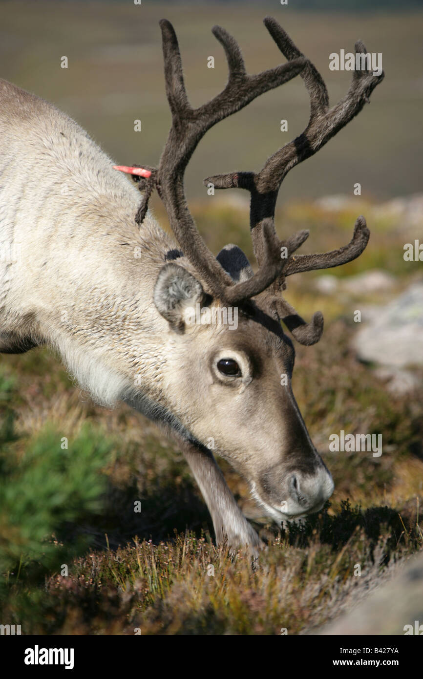The area of Cairngorm, Scotland. Free roaming reindeer with velvet ...