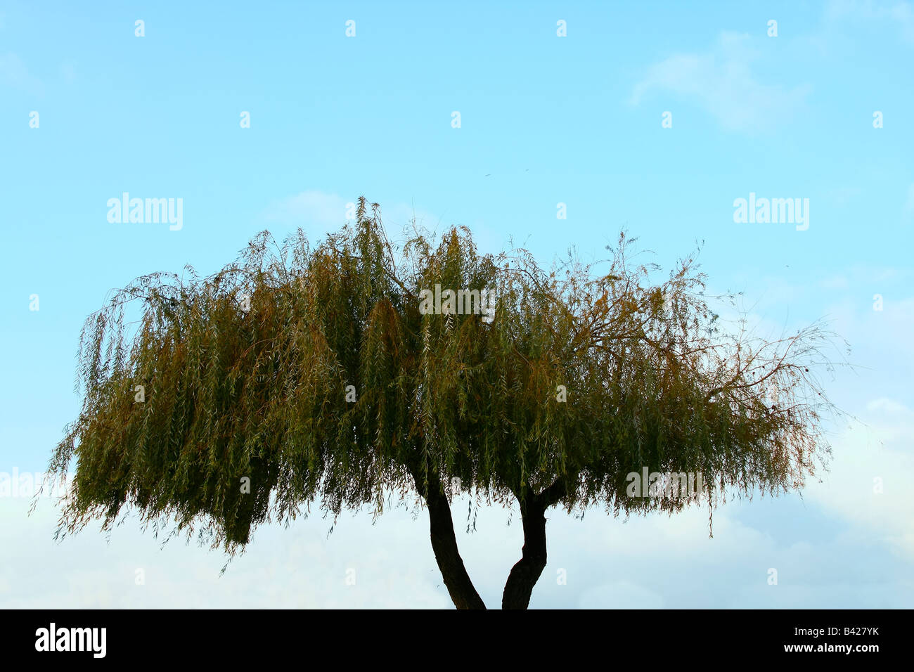 Strange cut willow tree Stock Photo - Alamy
