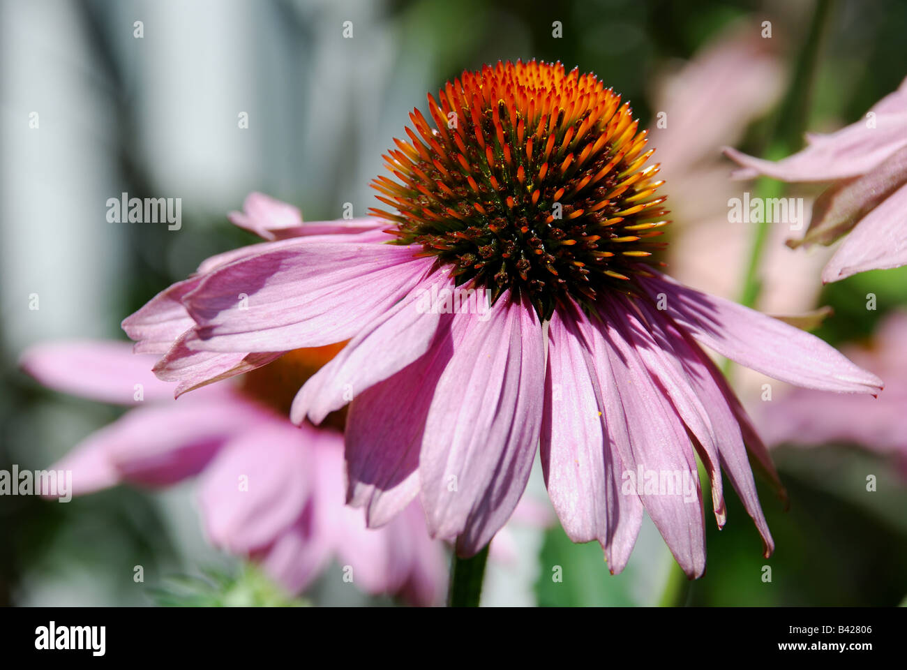pink flowers, point flower buds, garden Stock Photo - Alamy