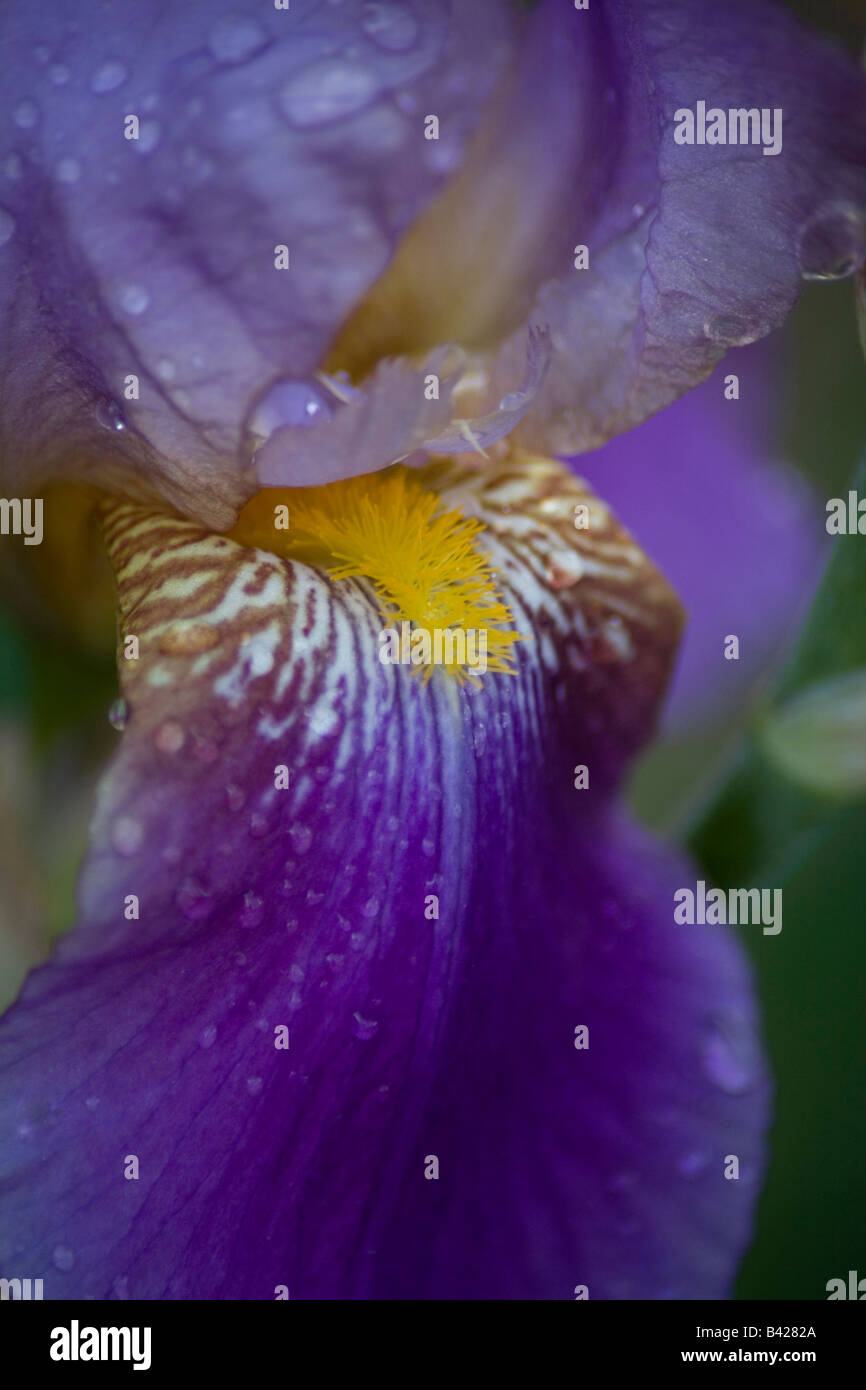 Iris after a rain Stock Photo - Alamy