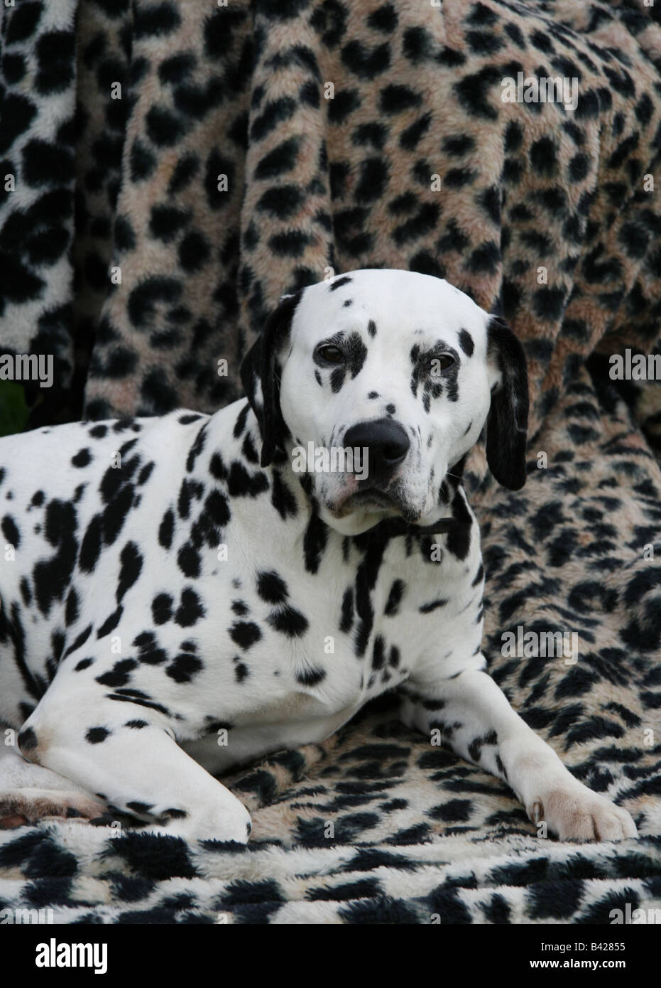 Dalmation dog on spotted fur rug Stock Photo - Alamy