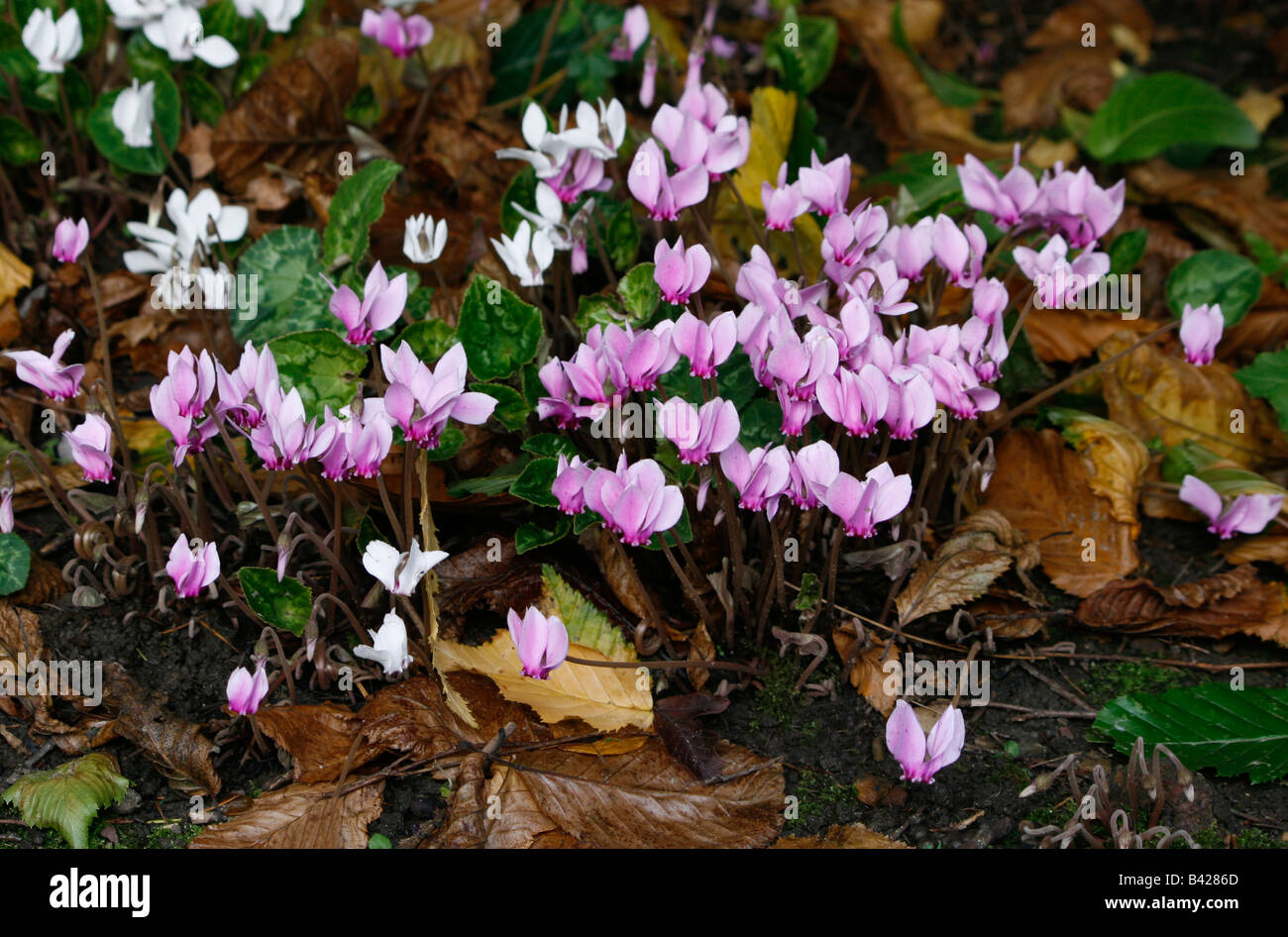 Cyclamen (cyclamen hederifolium) growing wild on the forest floor Stock ...