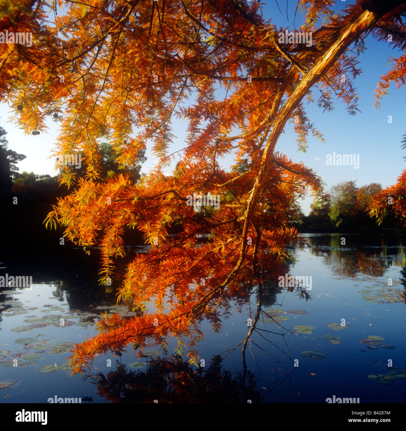 Autumn foliage overhanging hi-res stock photography and images - Alamy