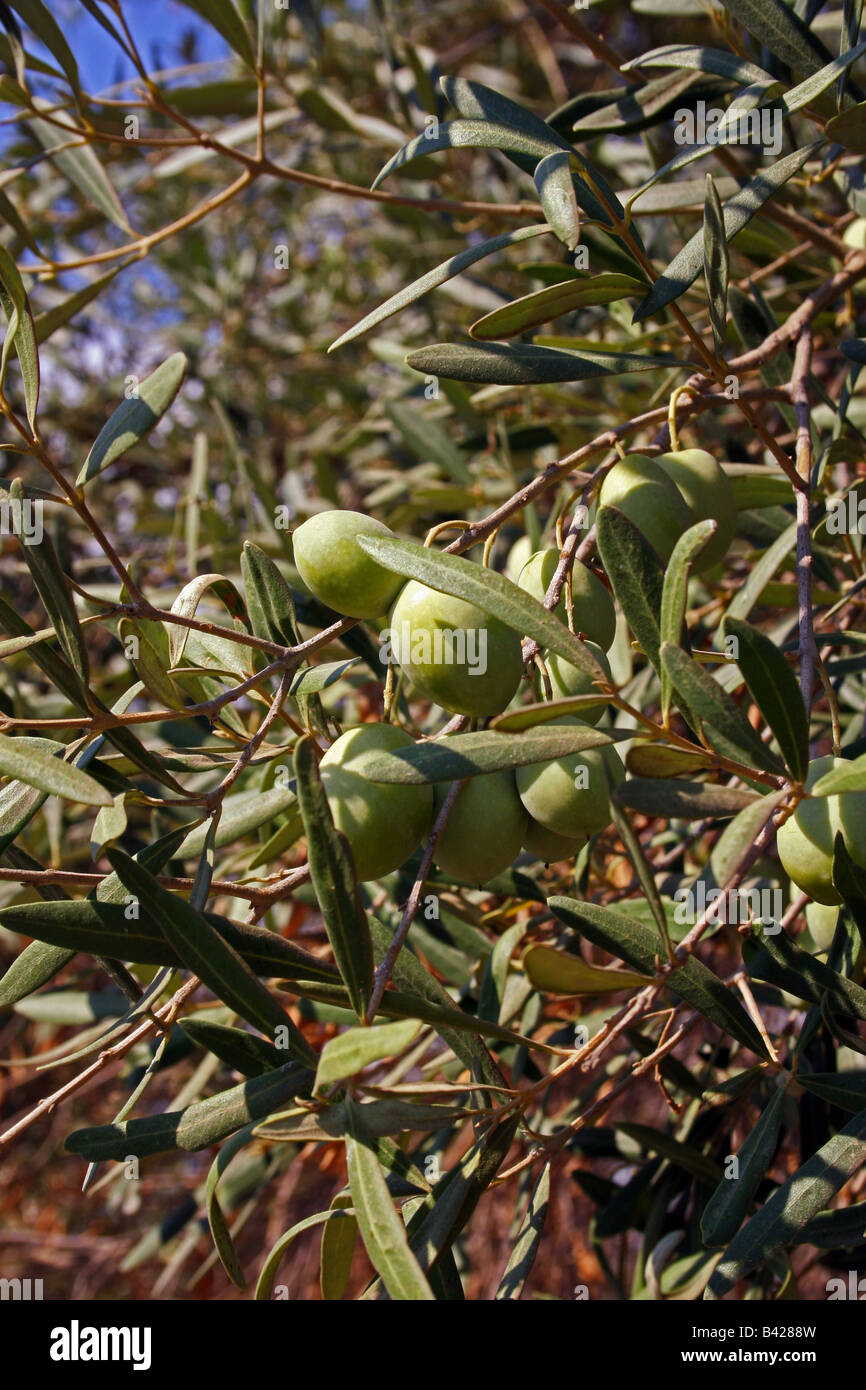 OLEA. OLIVE TREE WITH FRUIT GROWING IN GREECE Stock Photo - Alamy