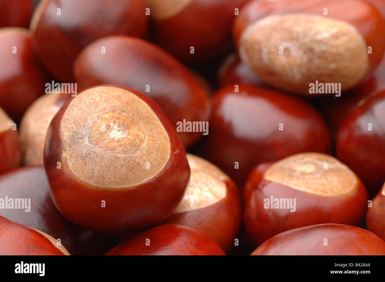 Conkers autumn tree hi-res stock photography and images - Alamy