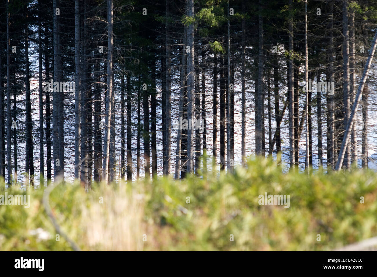 Canada forest cut hi-res stock photography and images - Alamy