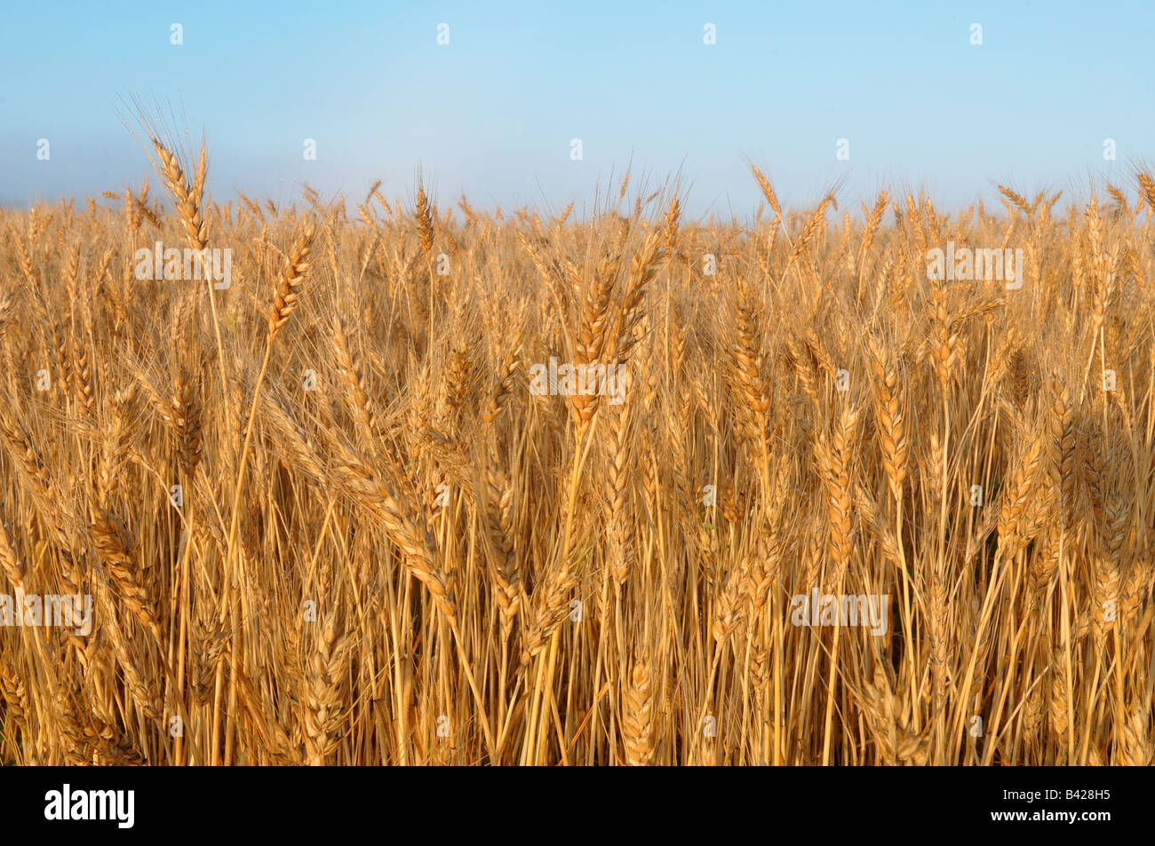 Canada prairie horizon hi-res stock photography and images - Alamy