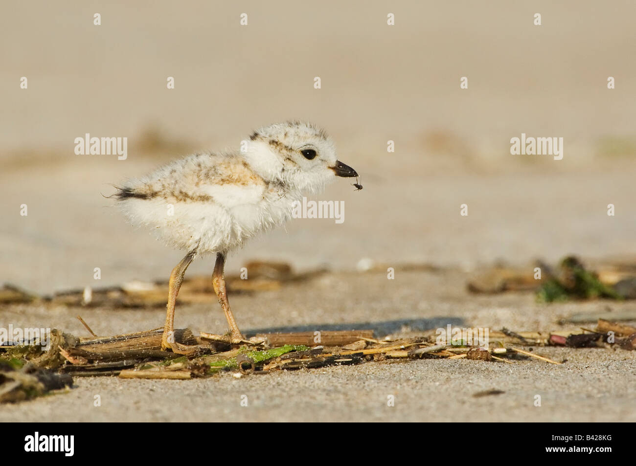 Piping plover hi-res stock photography and images - Alamy