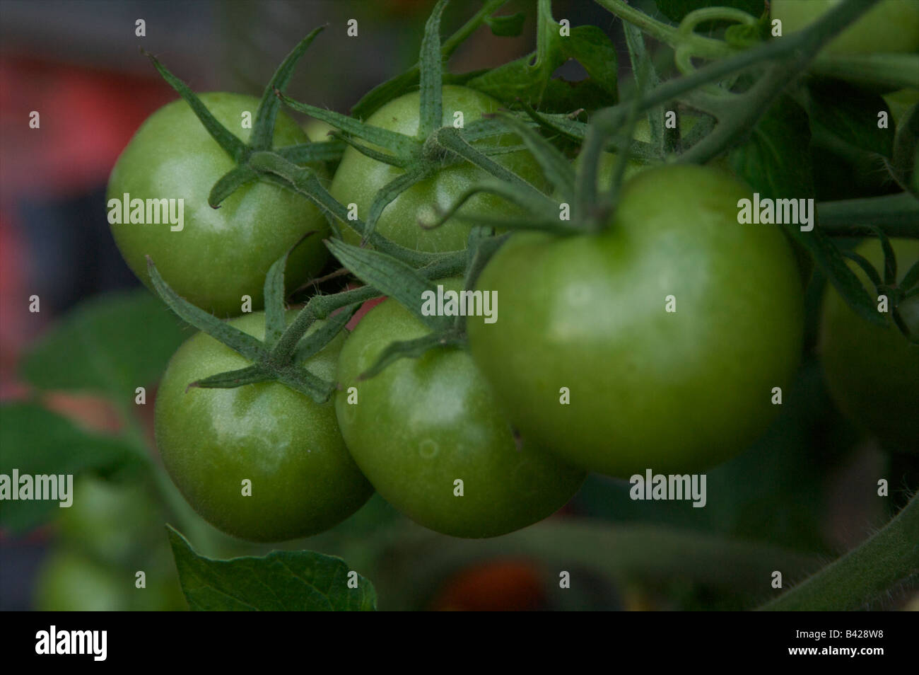 plant vegetable fruit green tomato food stem leaves leaf greenhouse ...