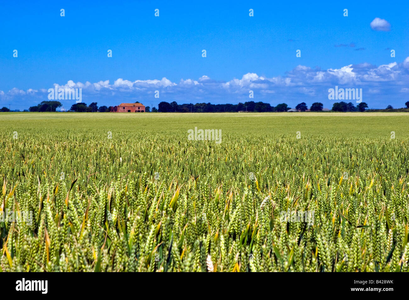 Crop fields near Woodhall Spa Lincolnshire Great Britain UK 2008 Stock ...