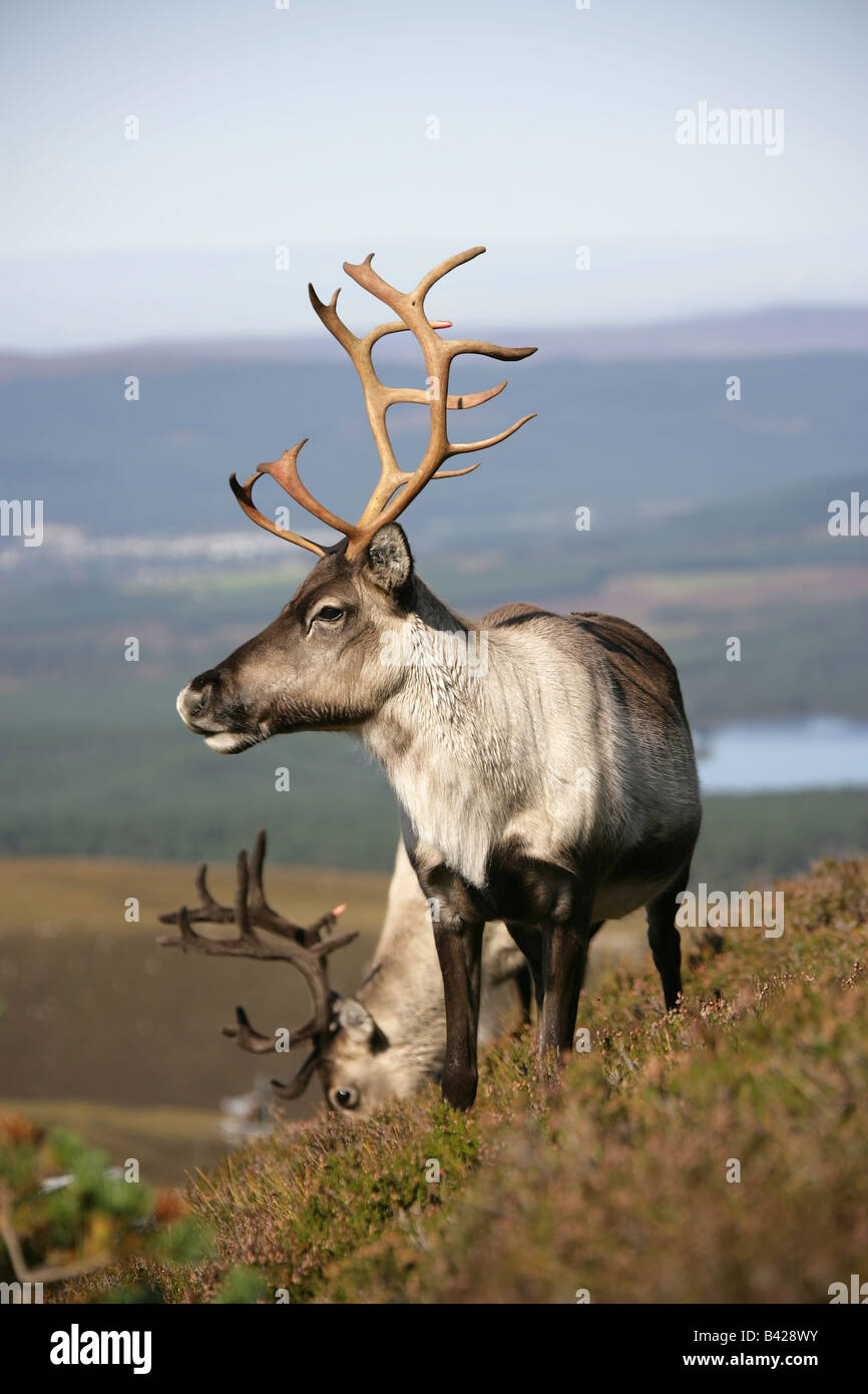 The area of Cairngorm, Scotland. Roaming reindeer in the Cairngorm ...