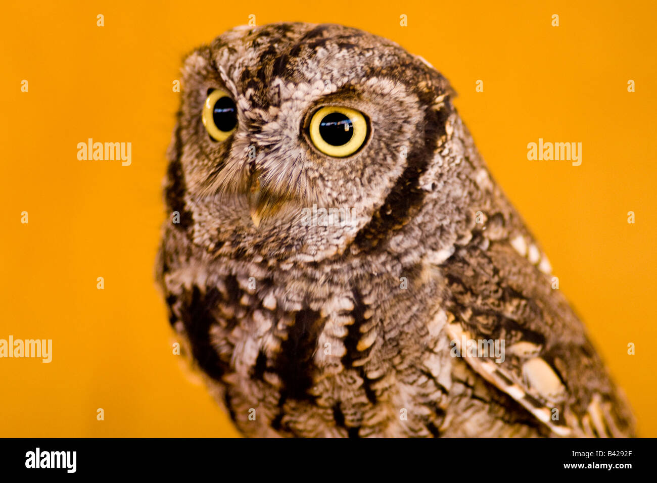 Facing owl hi-res stock photography and images - Alamy