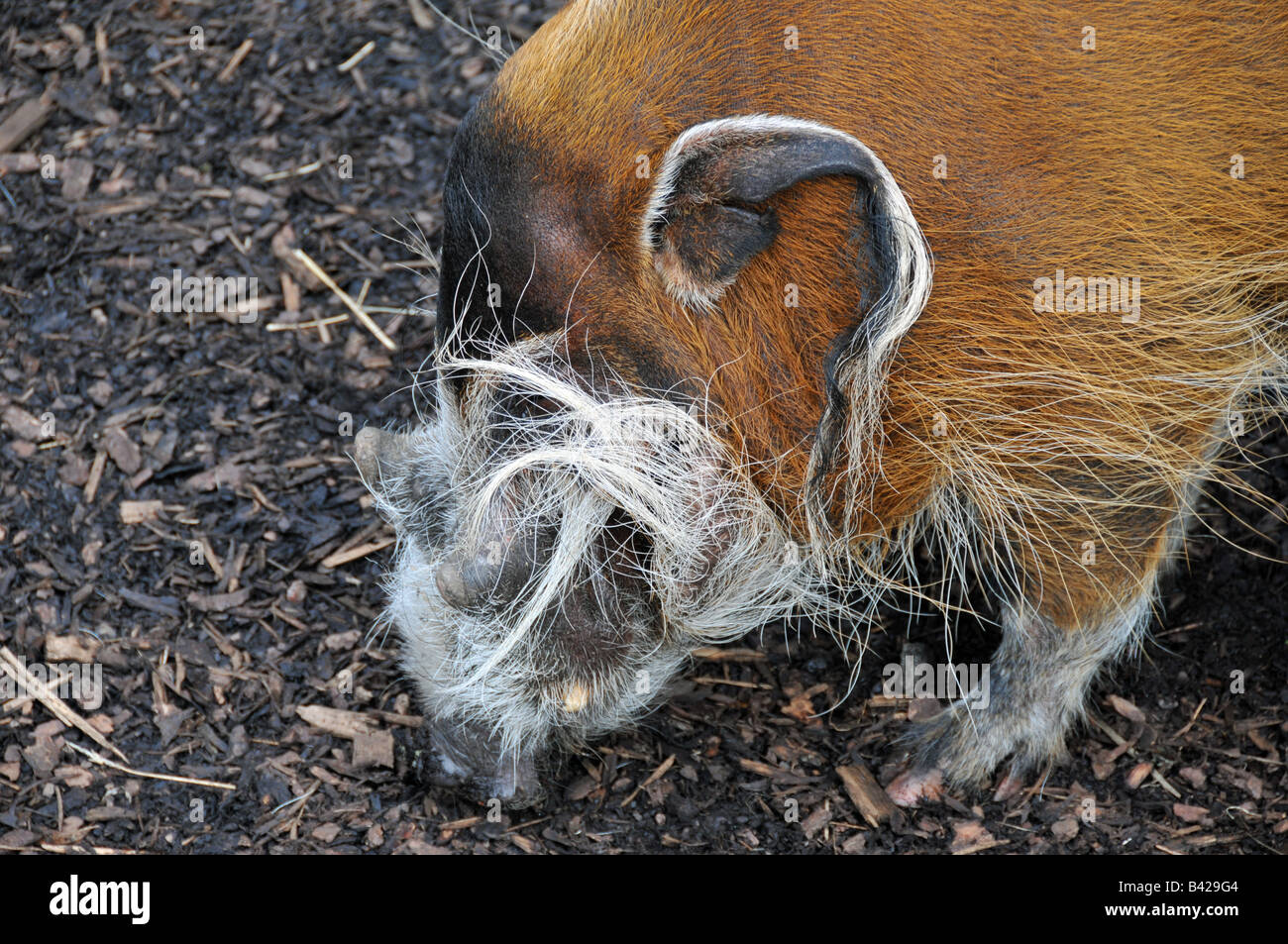 Hog rooting hi-res stock photography and images - Alamy