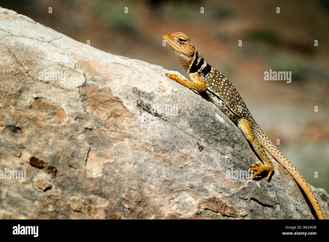 A collared lizard sits on a rock and soaks up sunshine Stock Photo - Alamy