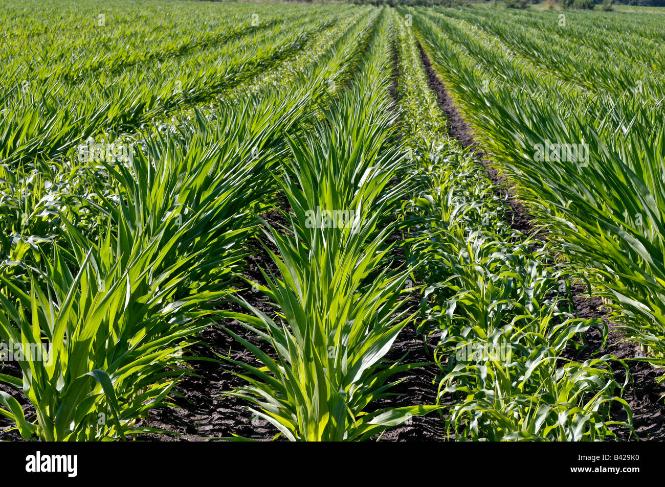 Hybrid maize hi-res stock photography and images - Alamy