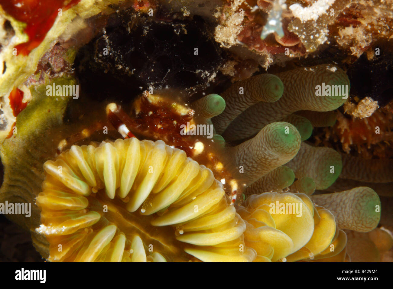 Banded Clinging Crab sitting on Smooth Flower Coral growing next to the ...