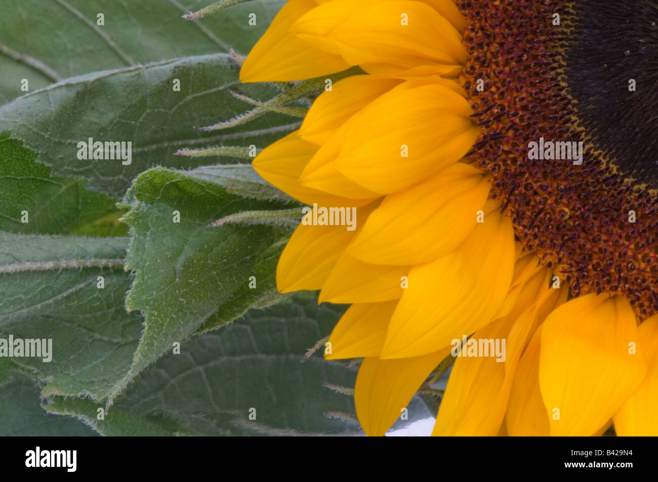 Sunflower with leaves and reflection Stock Photo - Alamy