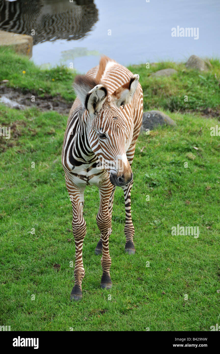 Grevys zebra species grevyi hi-res stock photography and images - Alamy