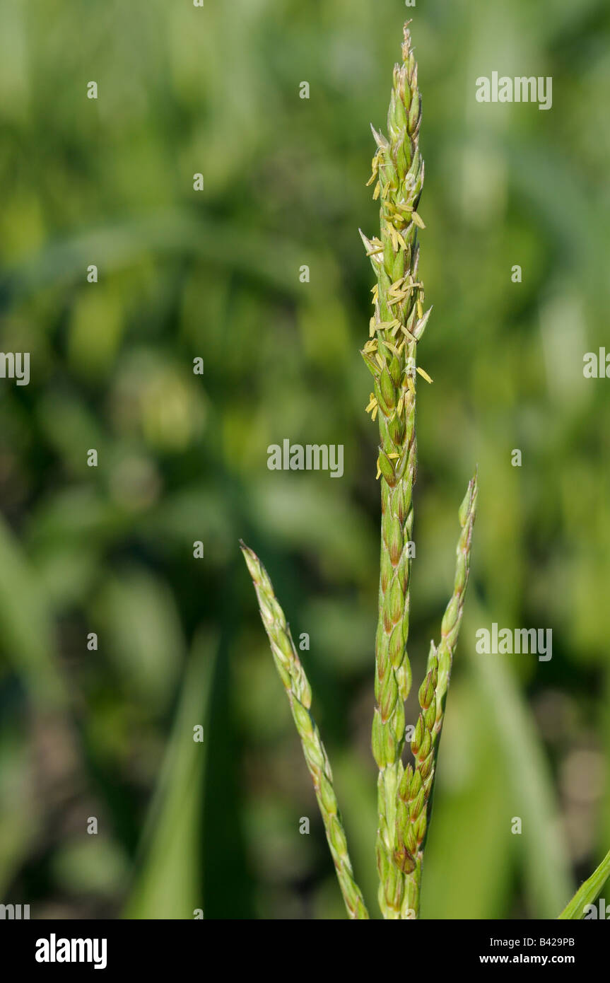 Maize flower hi-res stock photography and images - Alamy