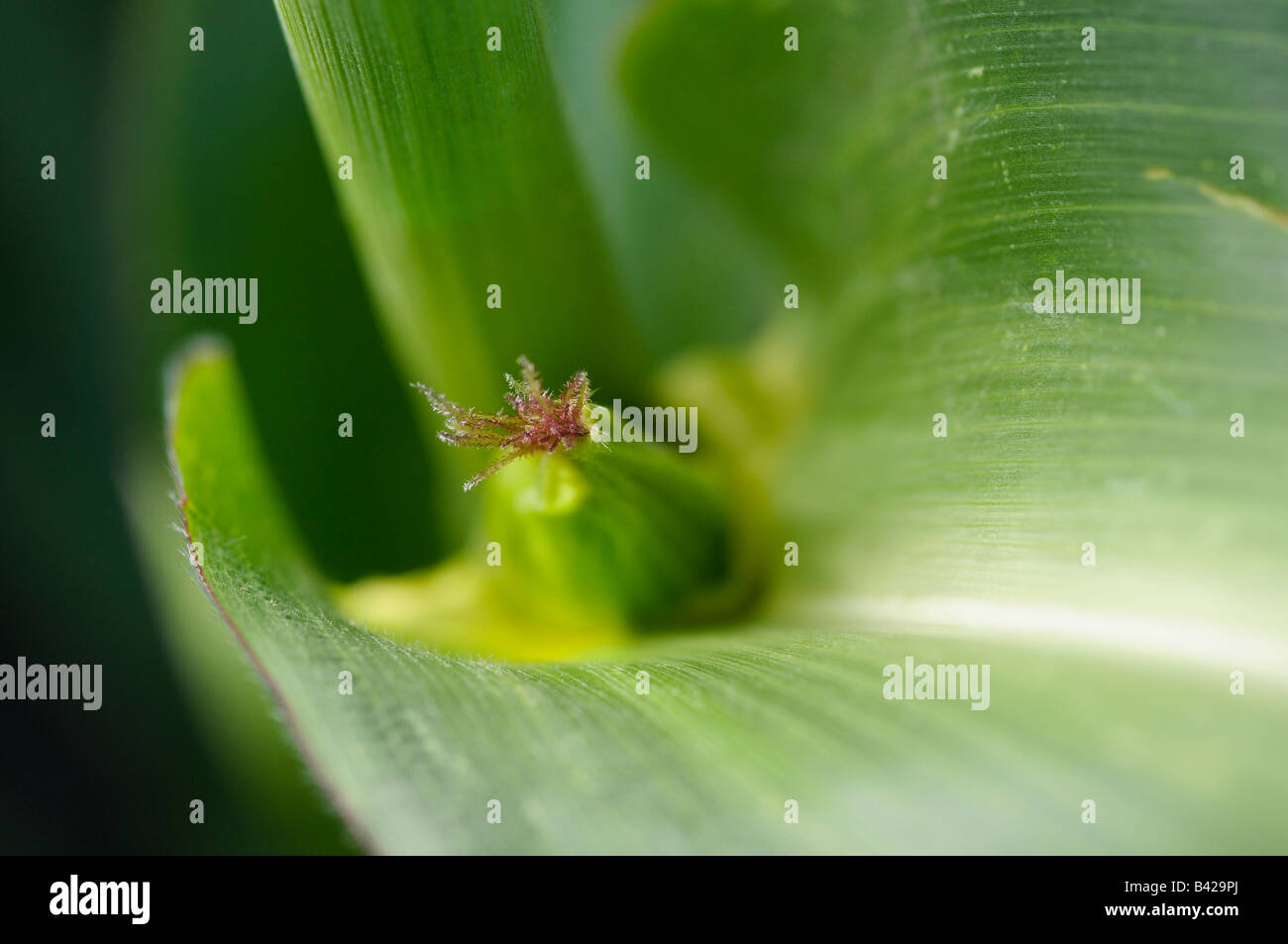 Maize female bud Stock Photo - Alamy