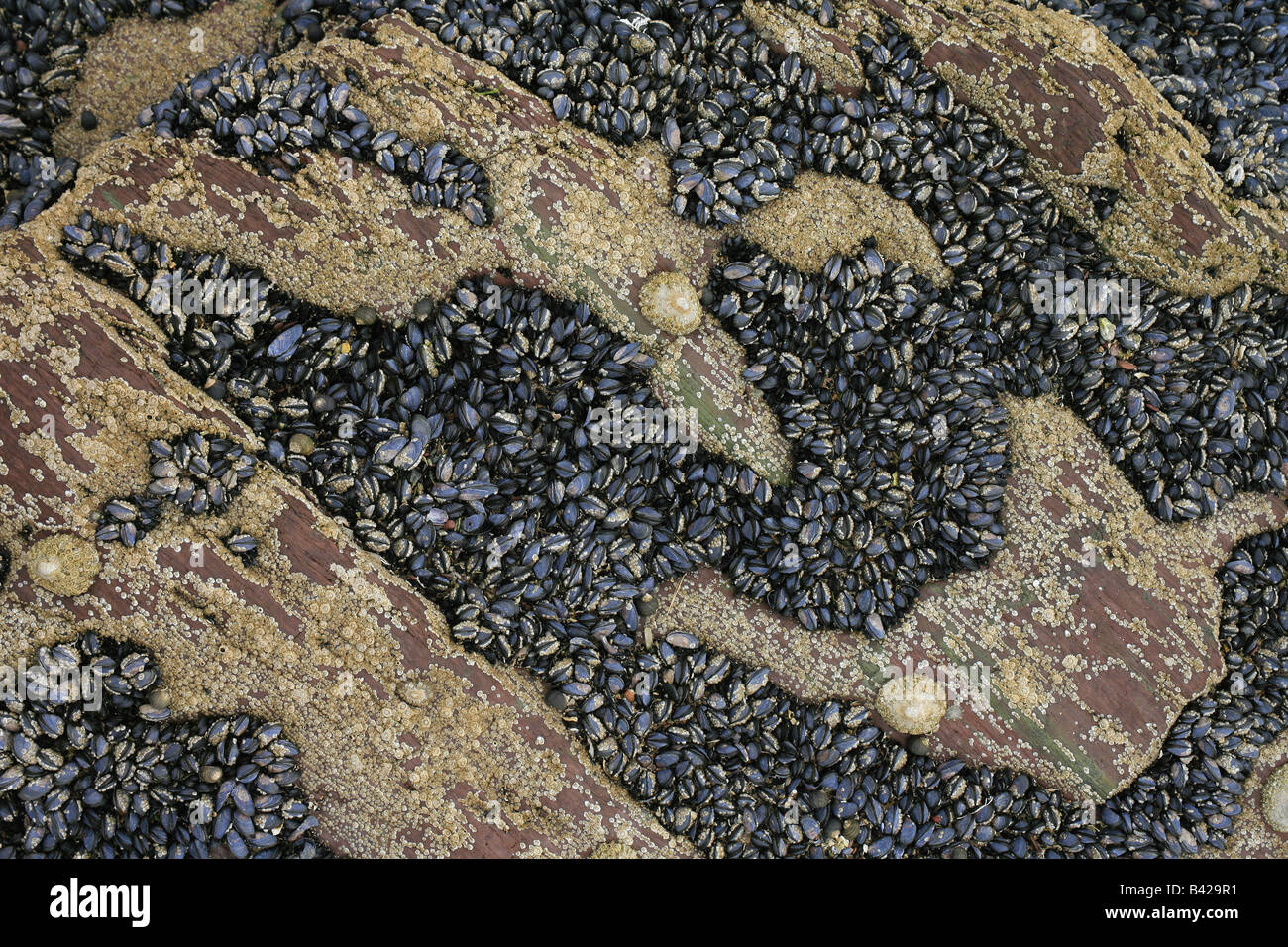 Cockle shell patterns Stock Photo - Alamy